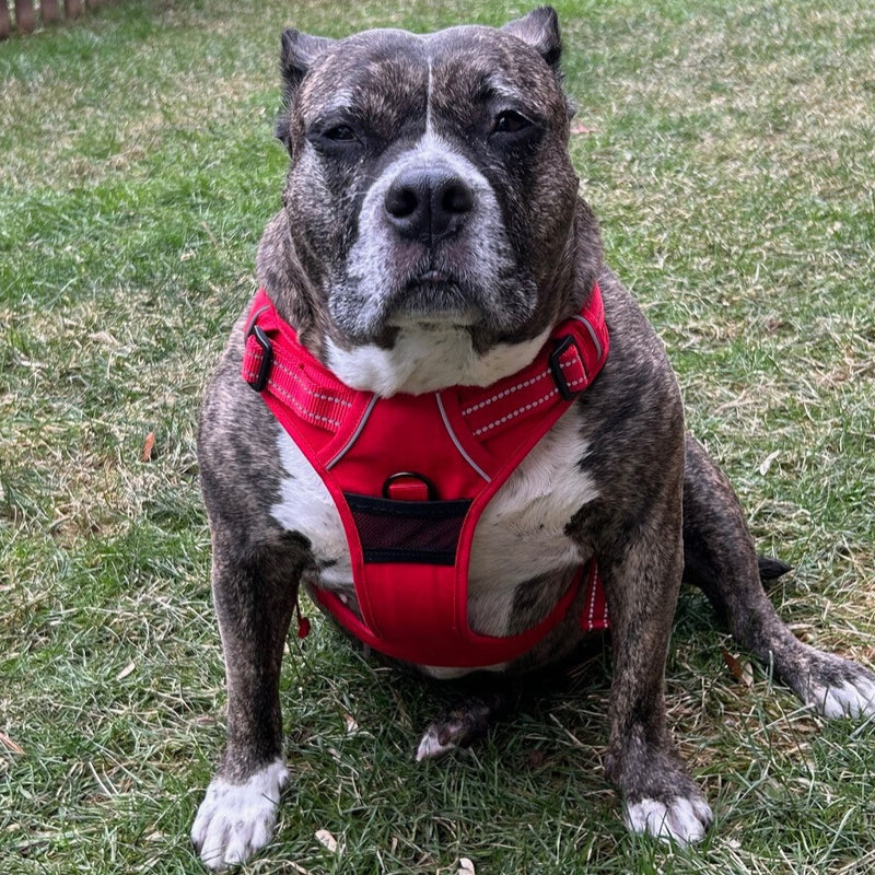 Dog Harnesses | Exclusively for large dogs – Pit Bull Outfitters